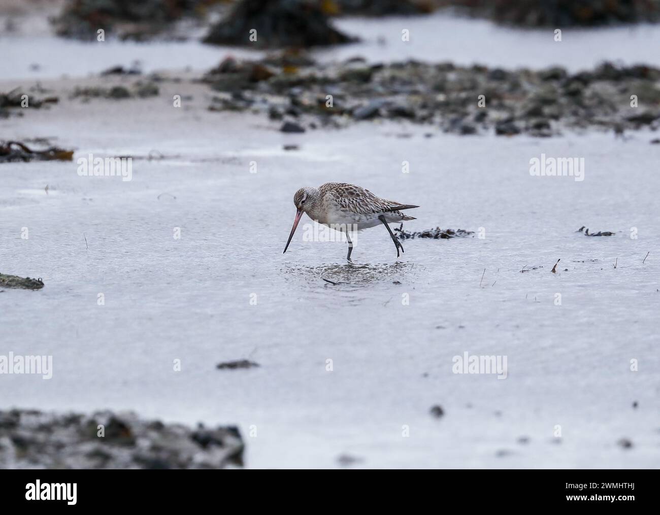 Bar Tailed Godwit (Limosa lapponica Stock Photo - Alamy