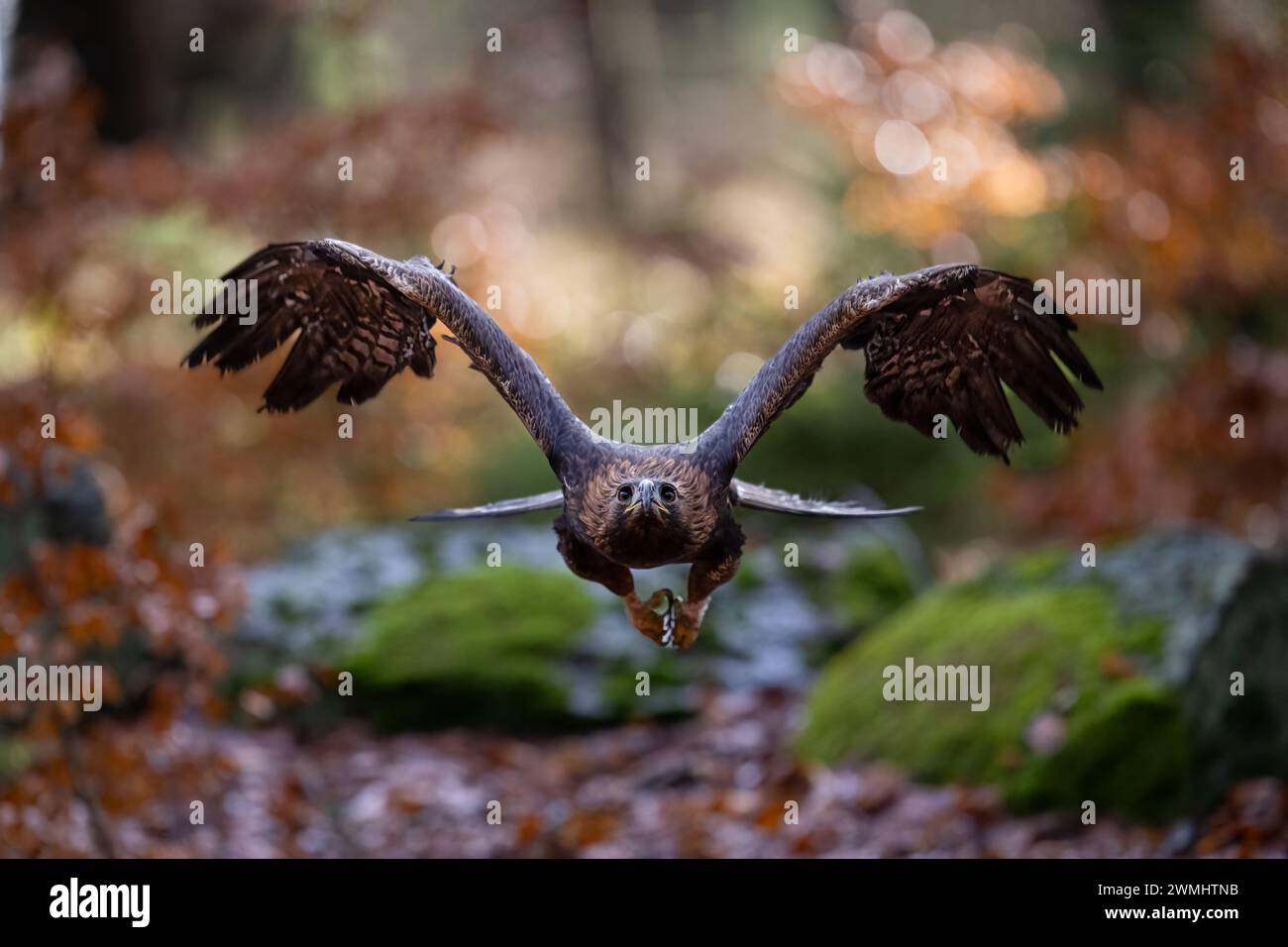 Praying Golden Eagle flying in The Bohemian Moravian Highlands Stock ...