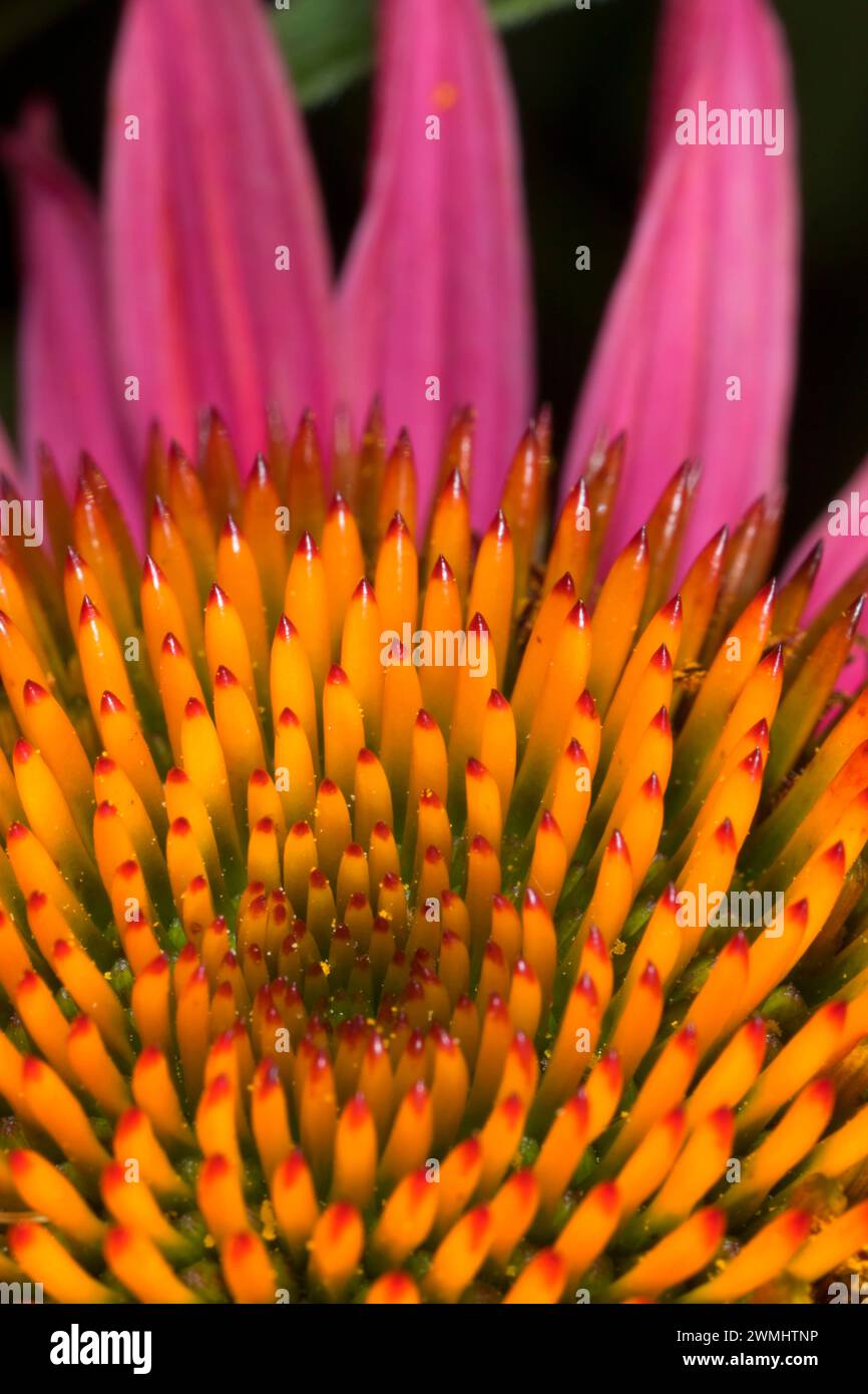 Oregon roses hi-res stock photography and images - Alamy