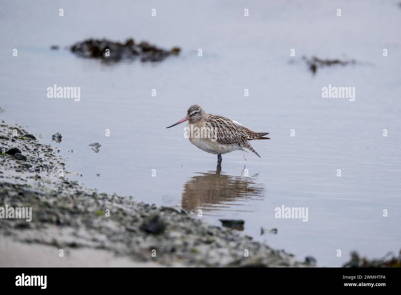 Bar Tailed Godwit (Limosa lapponica Stock Photo - Alamy