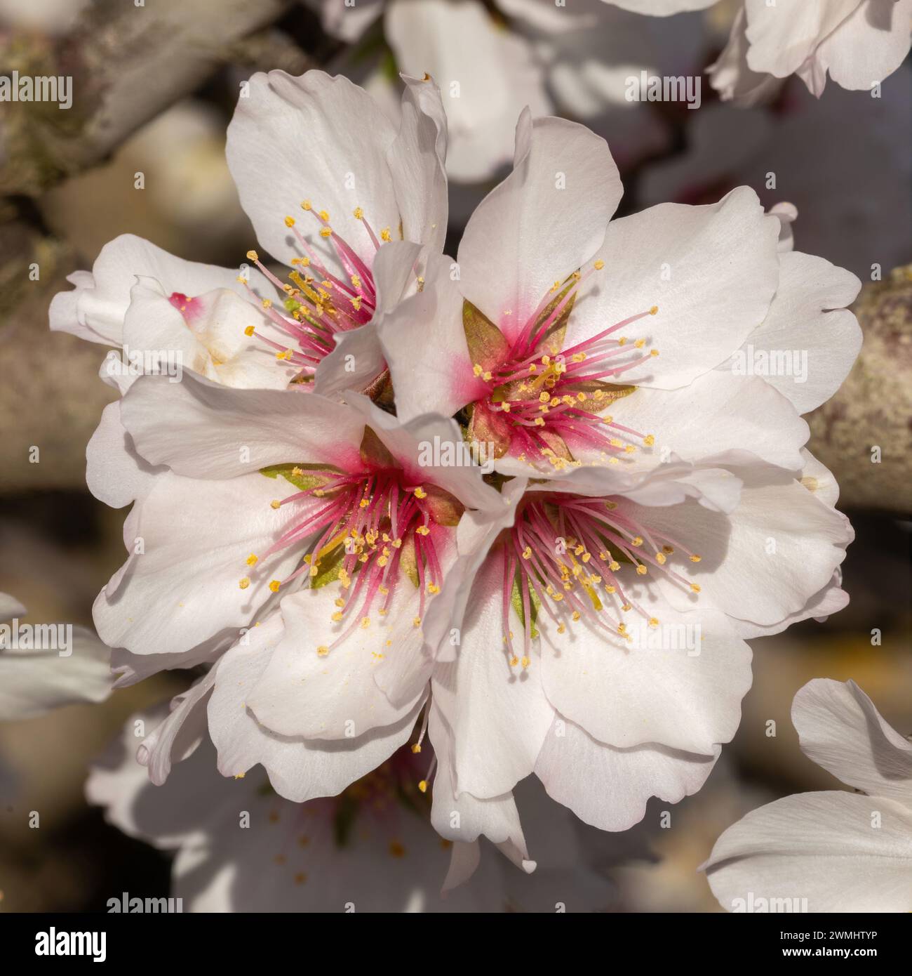 Almond Flowers in Bloom. Modesto, Stanislaus County, California Stock ...