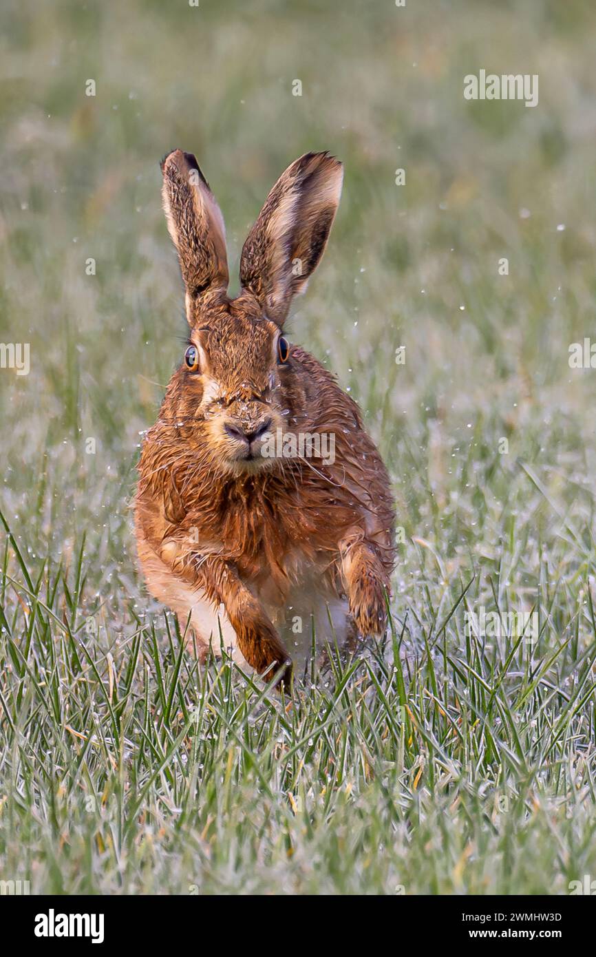 Hare in a scrape hi-res stock photography and images - Alamy