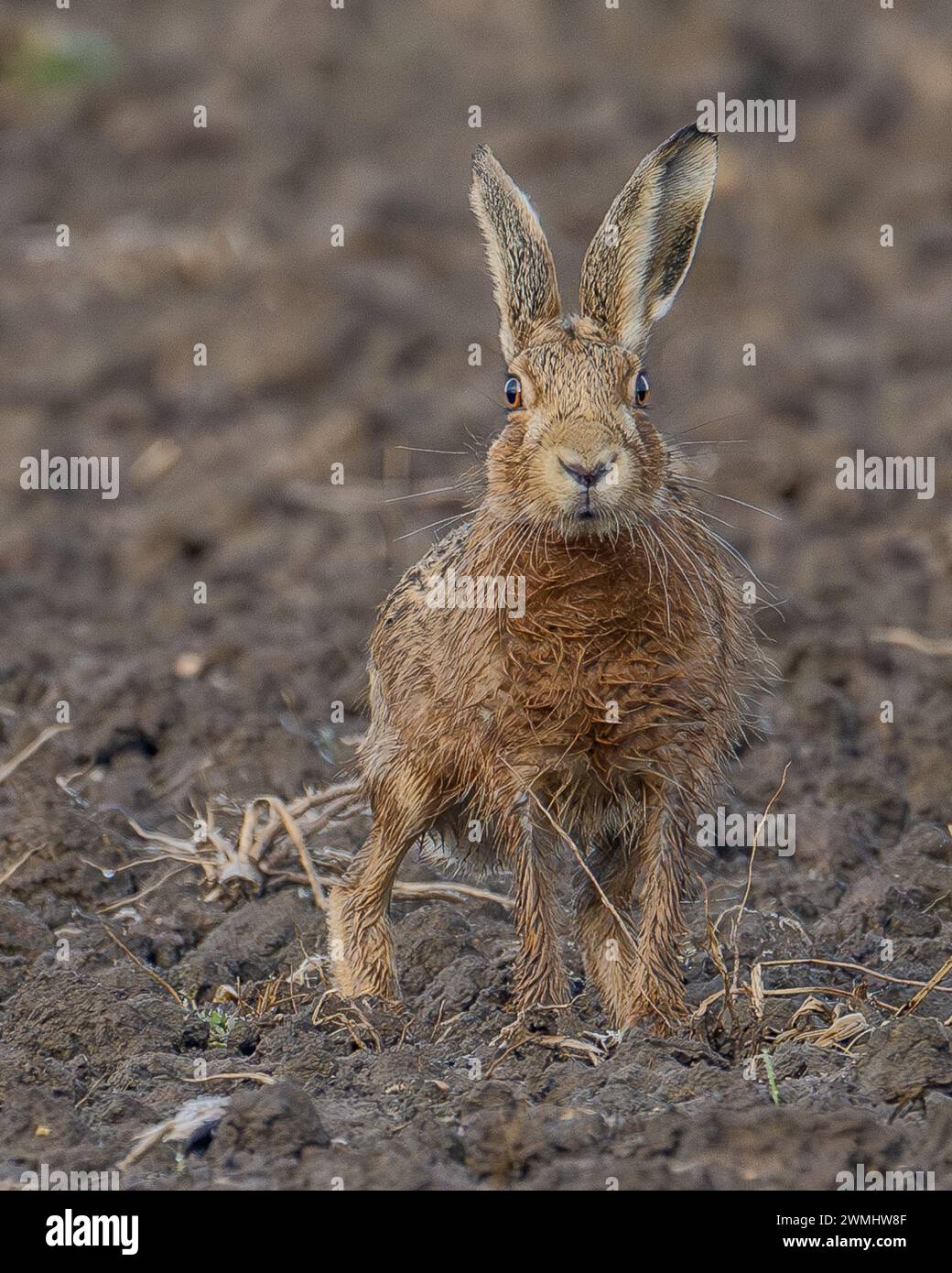 Hare on its back legs hi-res stock photography and images - Alamy
