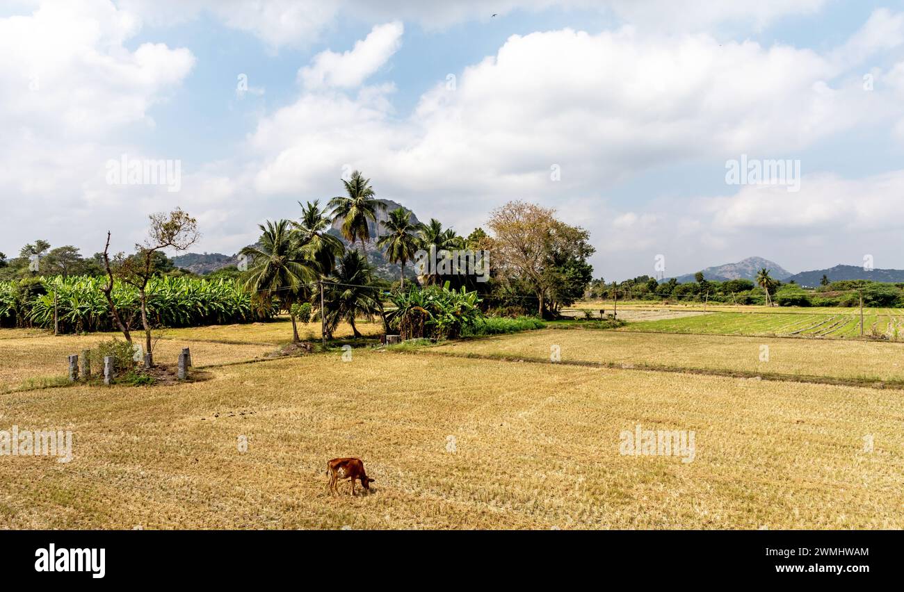 India countryside hi-res stock photography and images - Alamy
