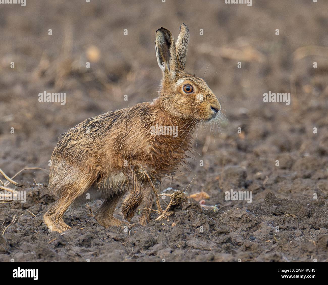 Big back legs hi-res stock photography and images - Alamy