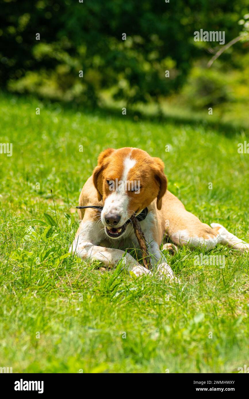 Mixed breed brown dog hi-res stock photography and images - Alamy