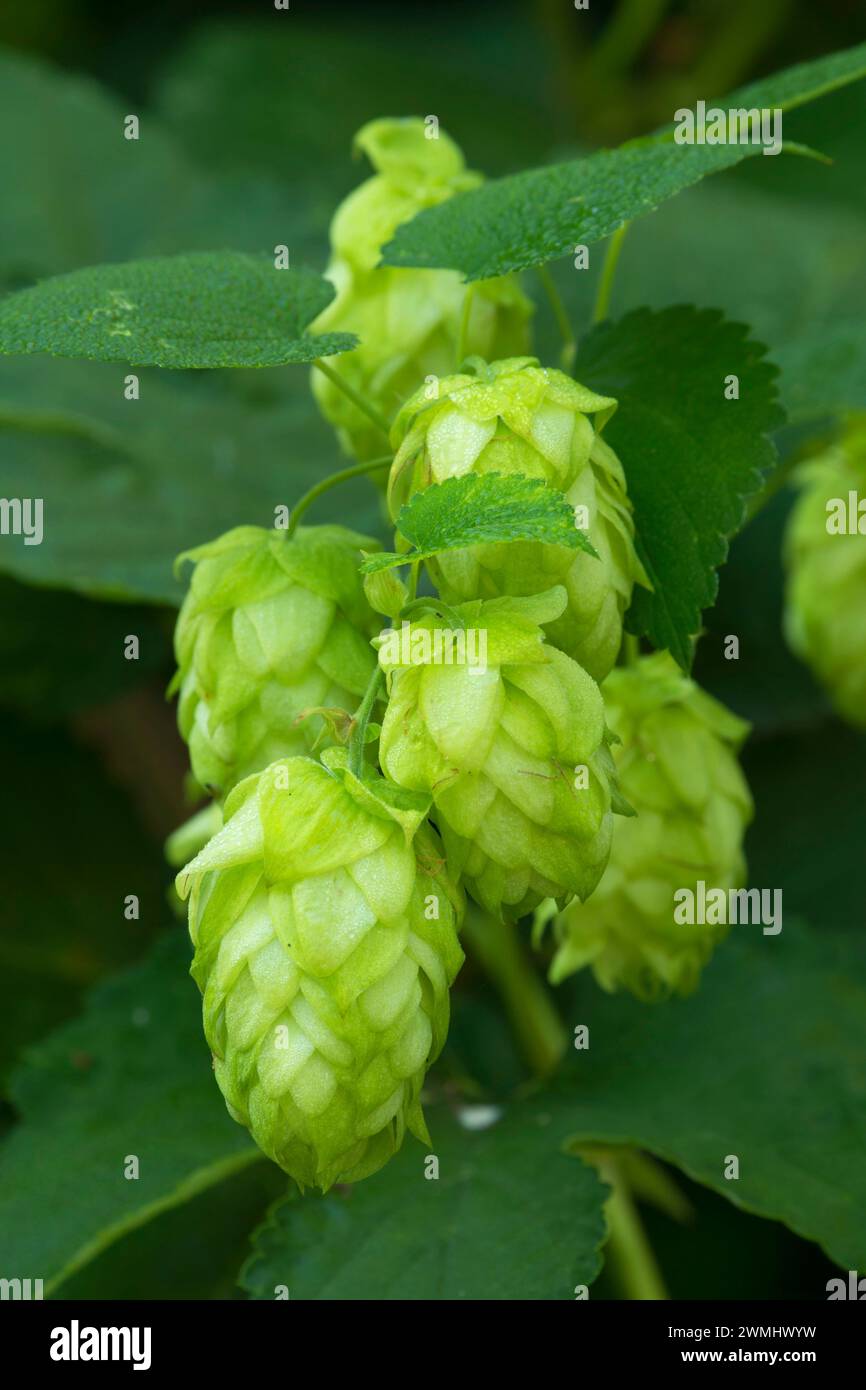 Willamette hops hi-res stock photography and images - Alamy