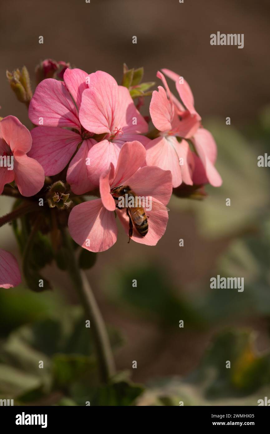 Singular day blooming flowers hi-res stock photography and images - Alamy