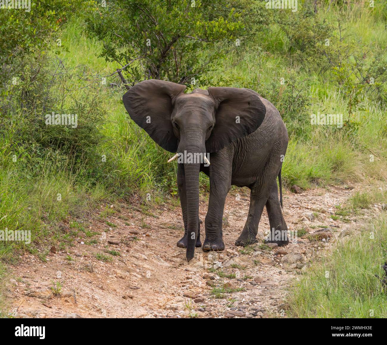 African Bush Elephant Stock Photo - Alamy