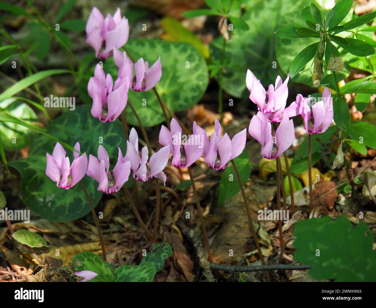 Lat 47 66367920 hi-res stock photography and images - Alamy