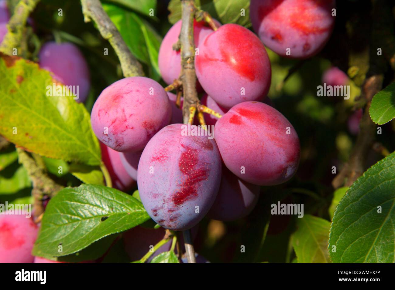 Victoria plums hi-res stock photography and images - Alamy
