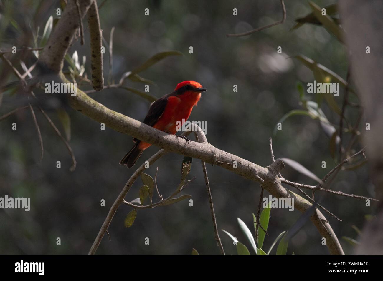 Cardinal staring at camera hi-res stock photography and images - Alamy
