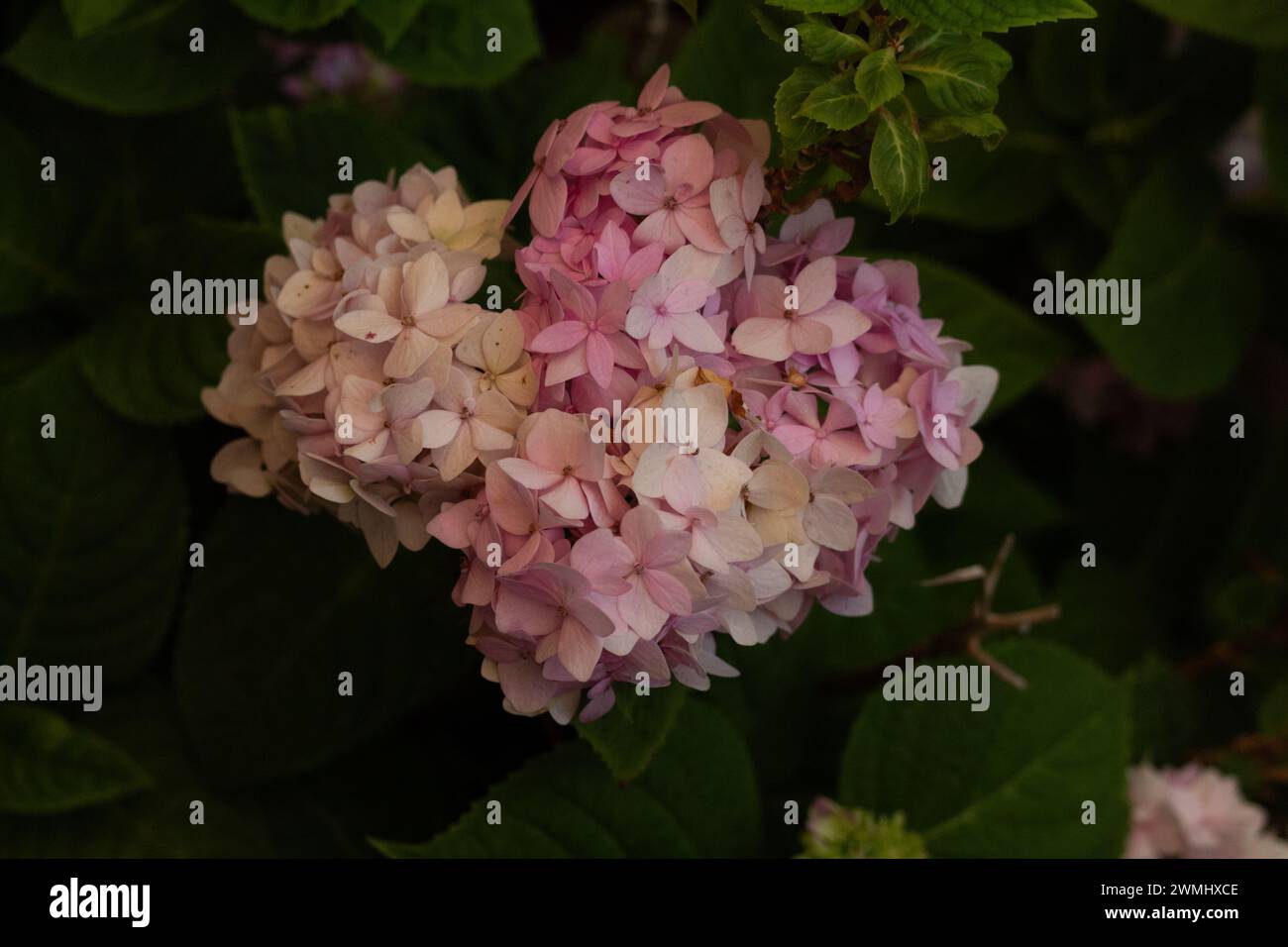 Delicate pink snowberry hydrangea flowers blooming from branches with ...