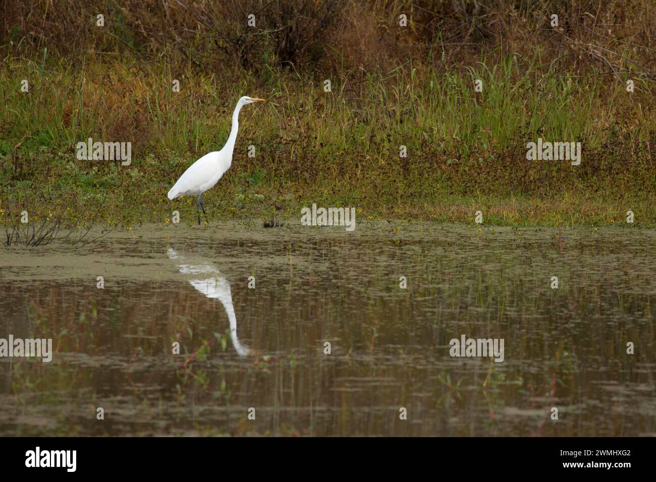 Great egret at Pintail Marsh, Ankeny National Wildlife Refuge, Oregon ...