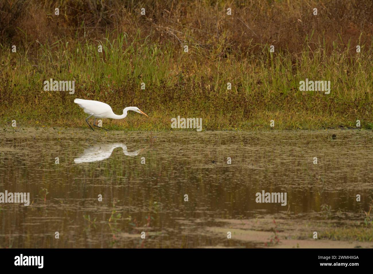 Great egret at Pintail Marsh, Ankeny National Wildlife Refuge, Oregon ...