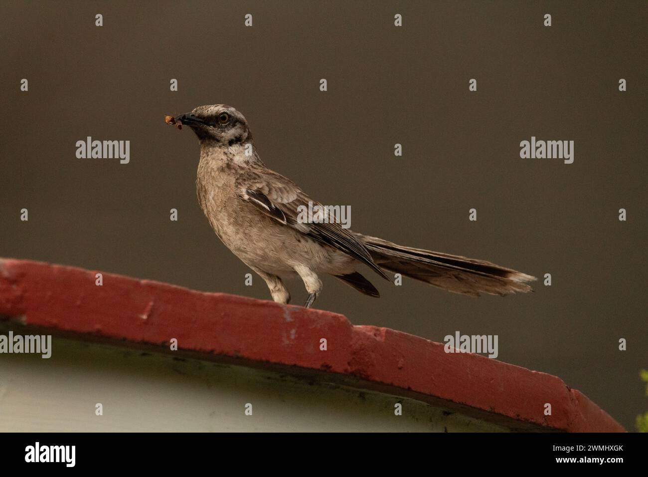 Eye catching insects hi-res stock photography and images - Alamy