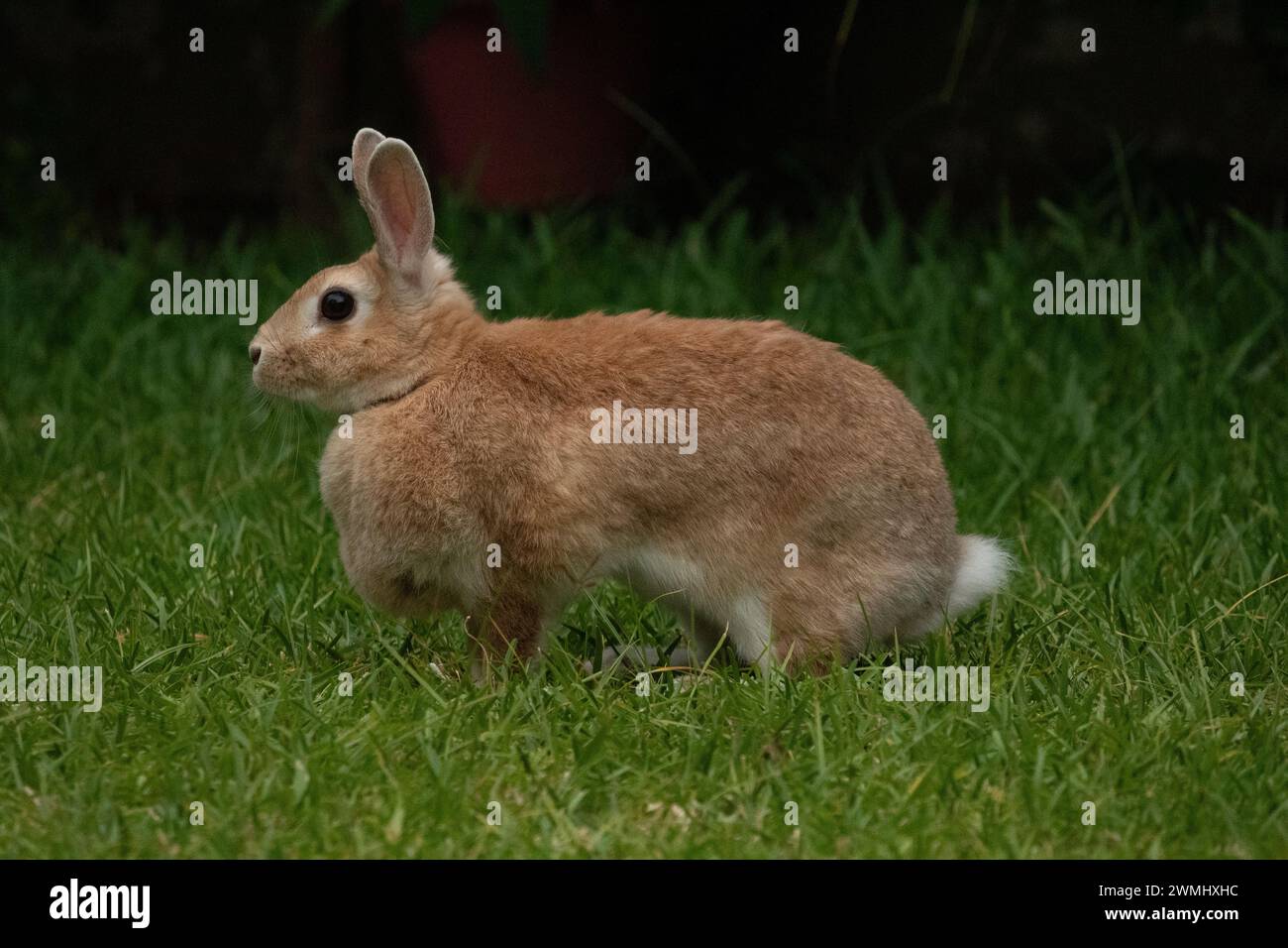 One little light brown bunny standing still in green grass Stock Photo ...