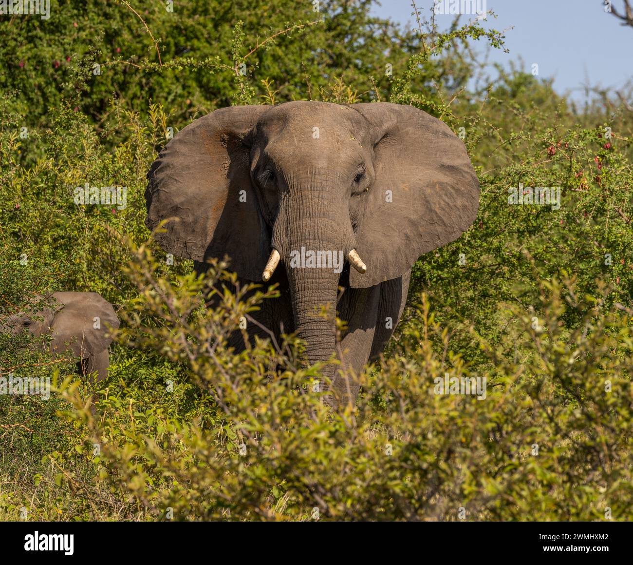 African Bush Elephant Stock Photo - Alamy
