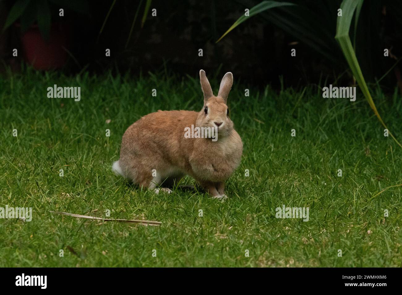 One little light brown bunny standing still in green grass while ...