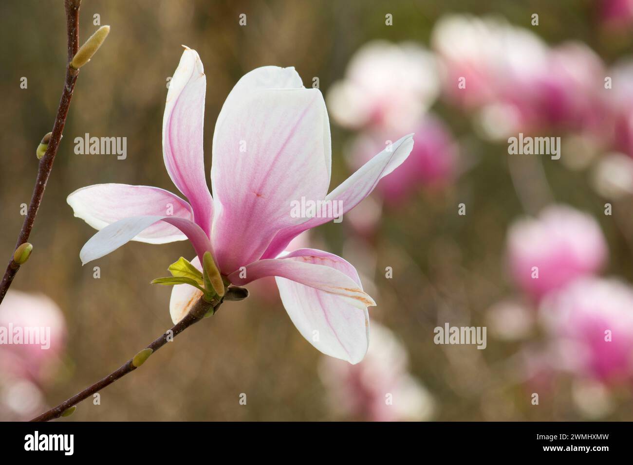 Tulip tree bloom, Bushs Pasture Park, Salem, Oregon Stock Photo - Alamy