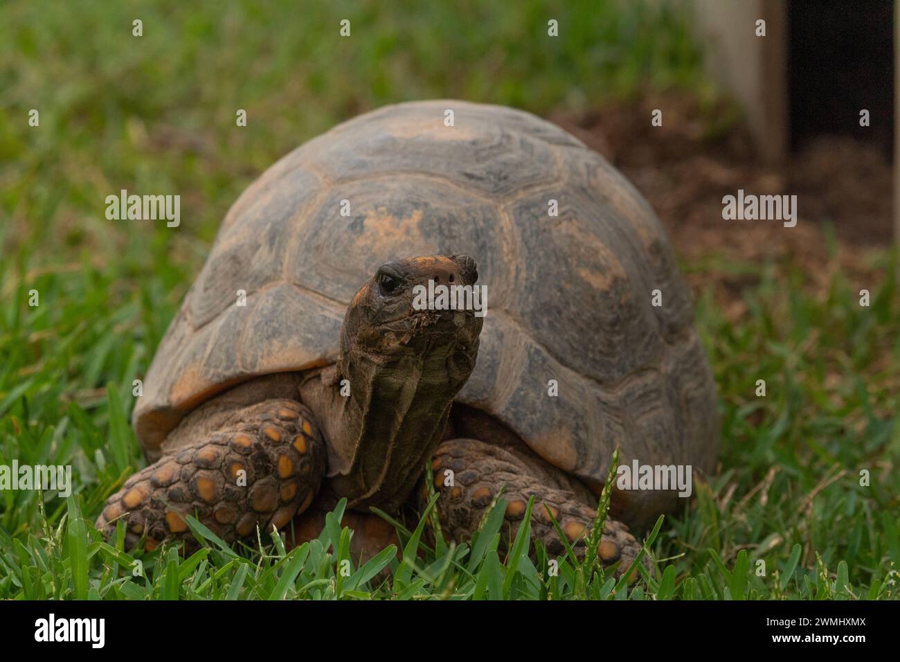 Domestic brown turtle in grass ground Stock Photo - Alamy