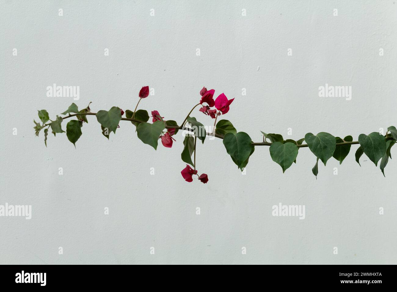 One single branch with green and pink leaves with a white wall ...