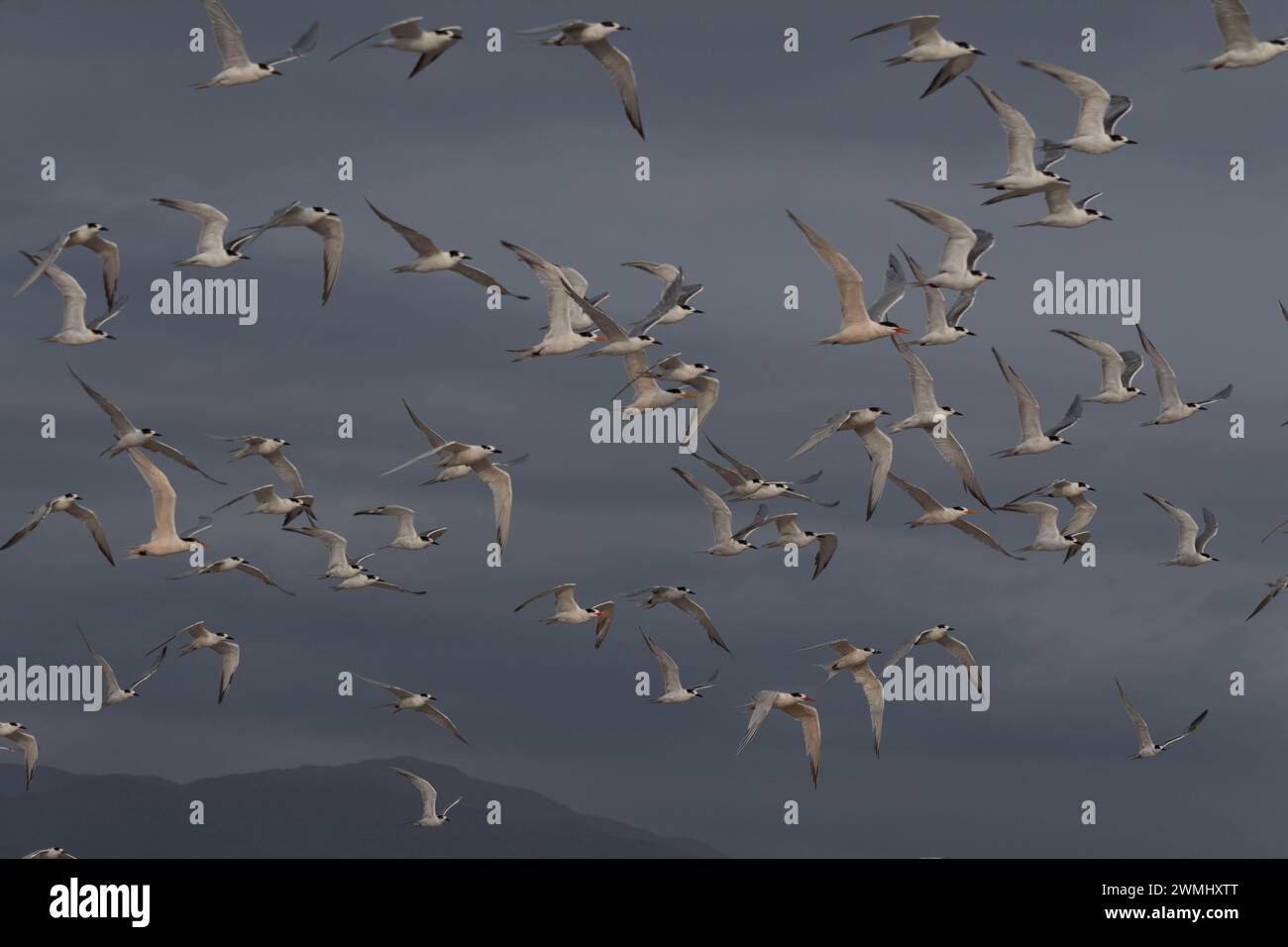 Variety of coastal and beach birds flying in a group with a cloudy sky ...