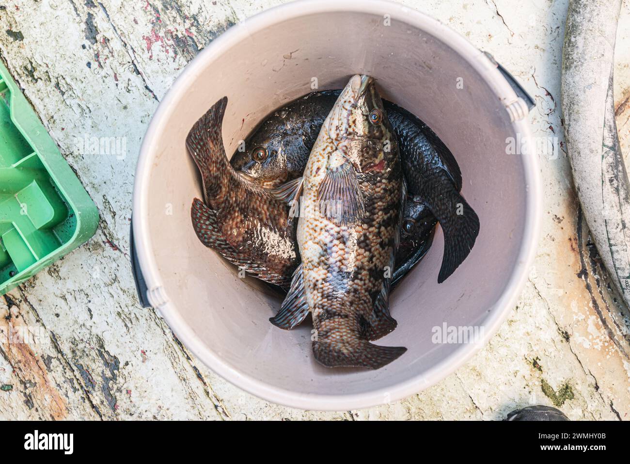 Fish in the bucket hi-res stock photography and images - Alamy