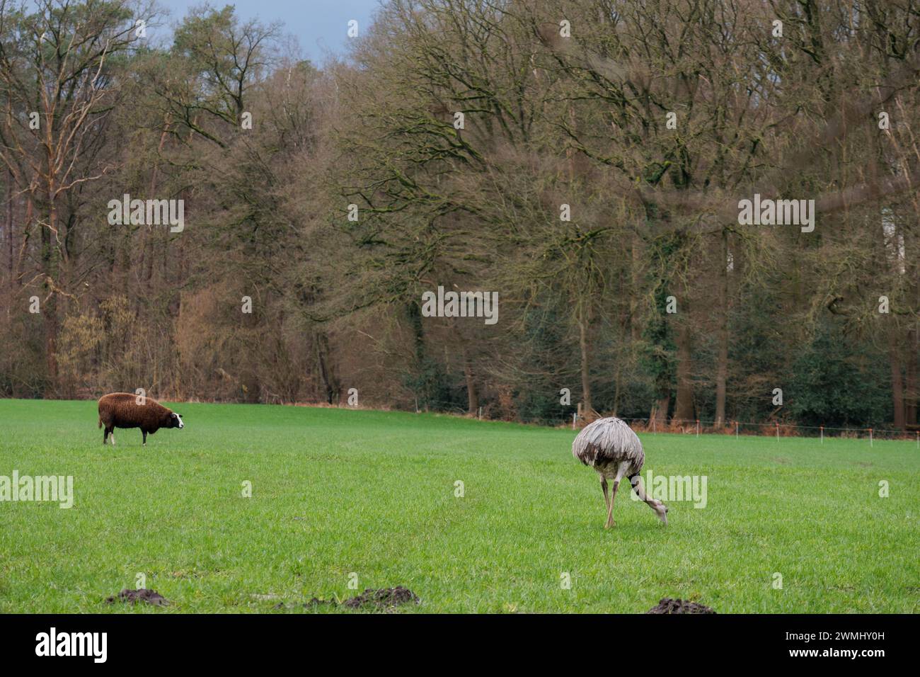 spring time at barlo in germany Stock Photo - Alamy