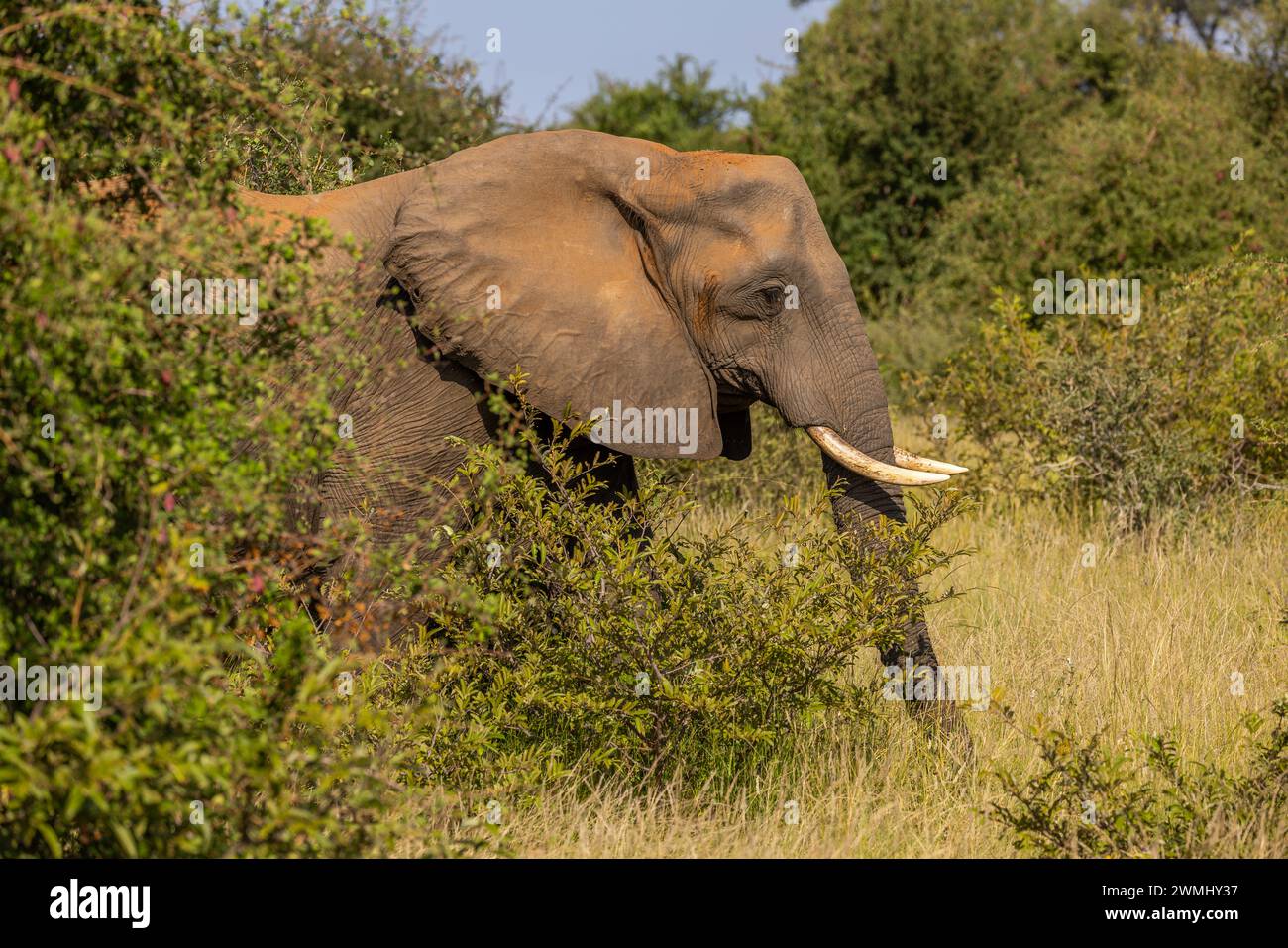 African Bush Elephant Stock Photo - Alamy