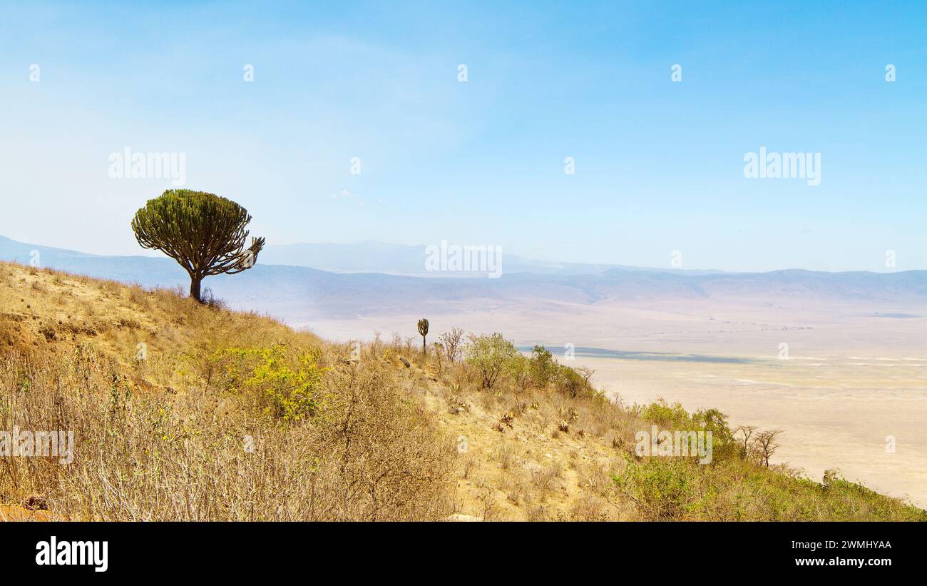 Safari Landscape with Iconic Tree Overlooking Tanzanian Plains Stock ...
