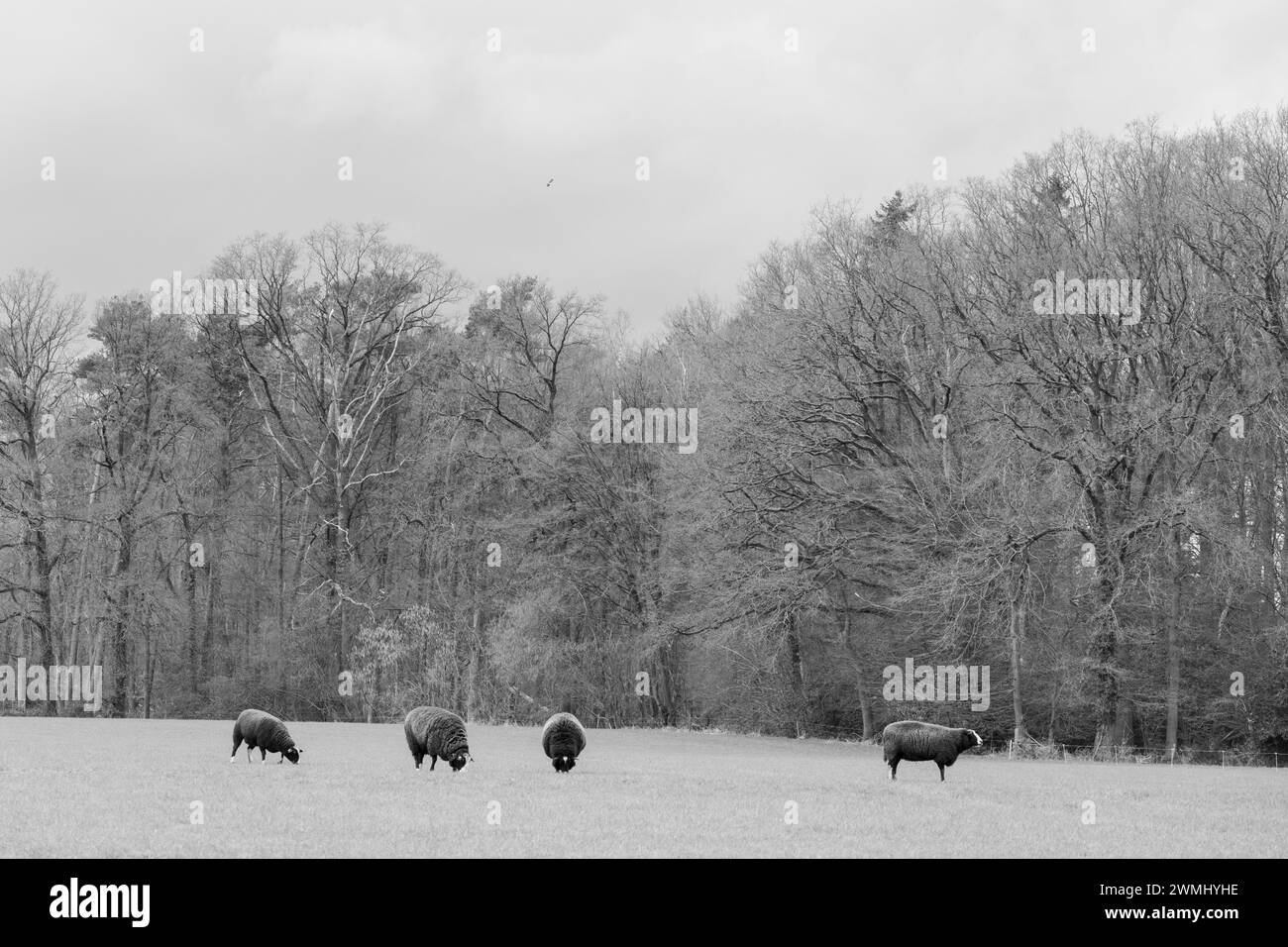 spring time at barlo in germany Stock Photo - Alamy