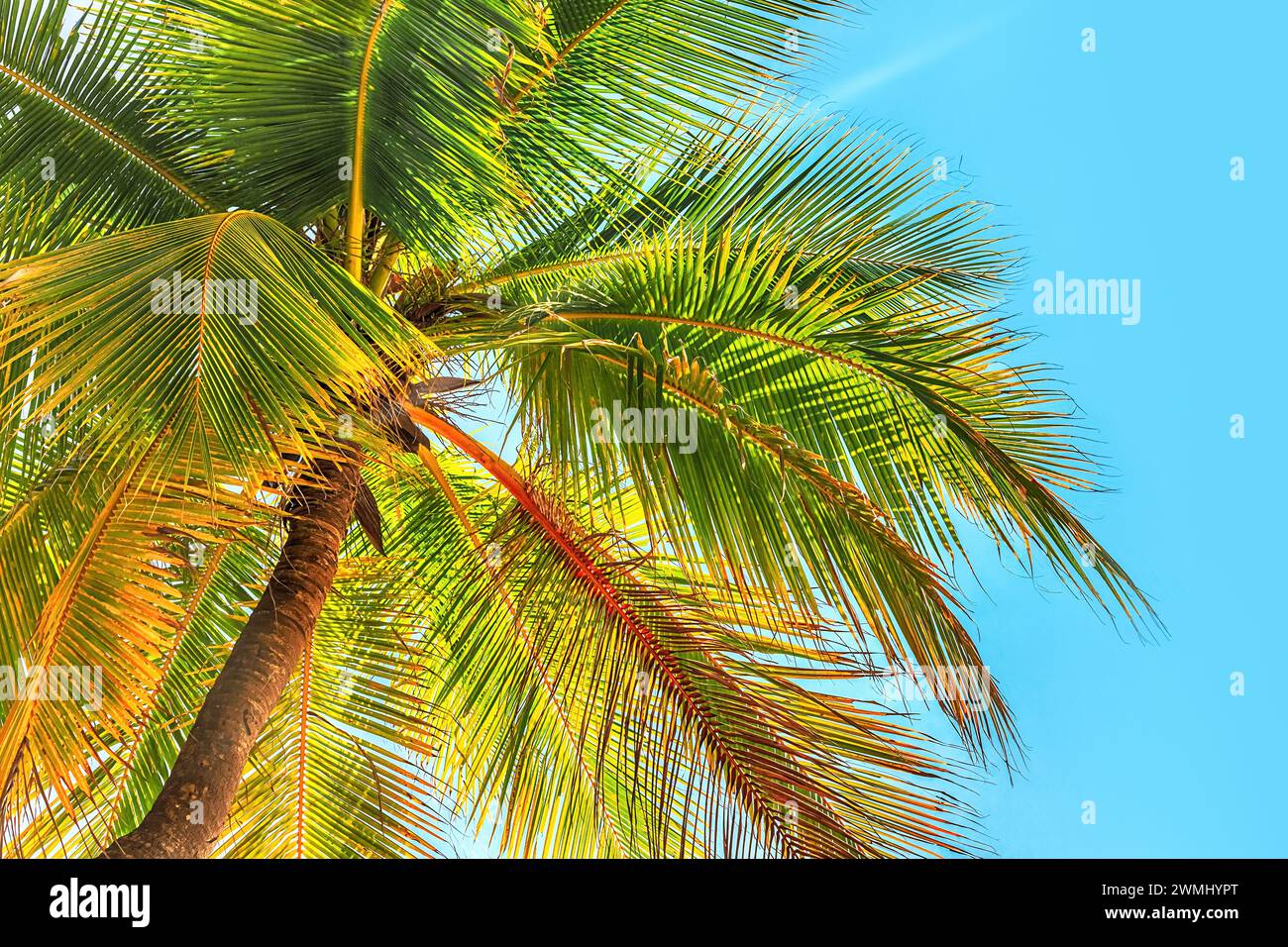 View of the crown of a coconut tree with coconut fruits against a blue ...