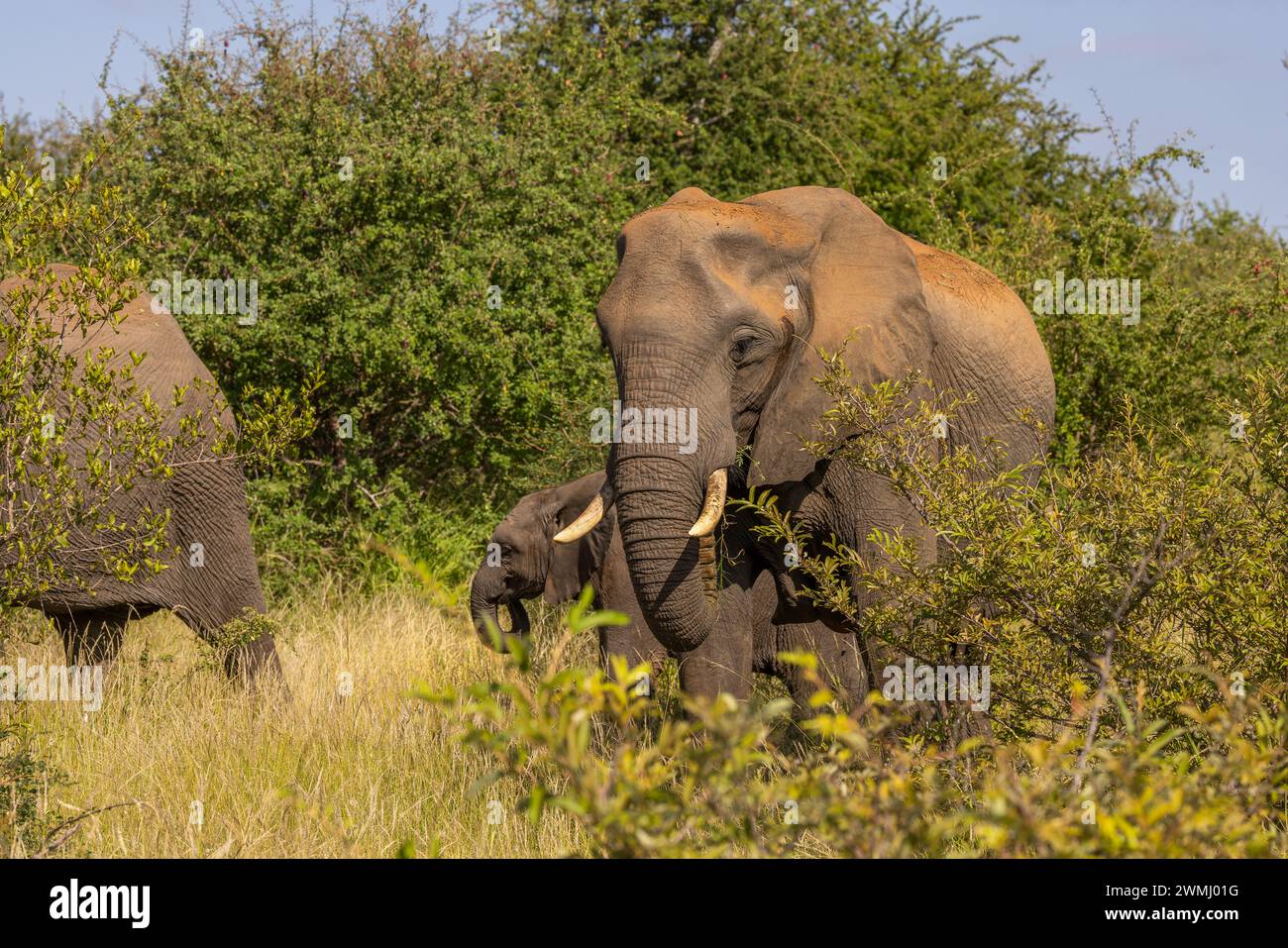 African Bush Elephant Stock Photo - Alamy