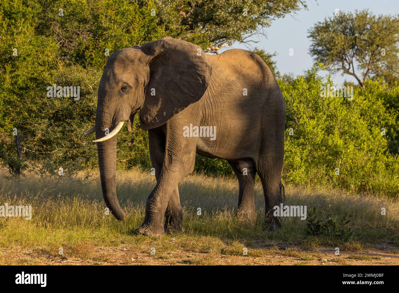 African Bush Elephant Stock Photo - Alamy
