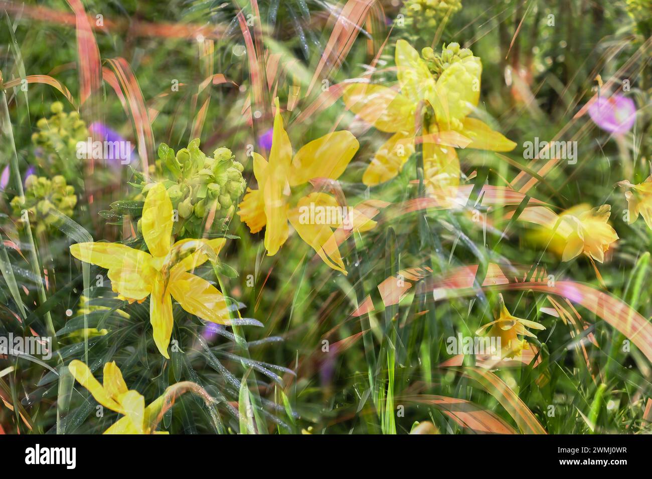 Multiple exposure abstract flowers in West Ham Wickham Park in London ...