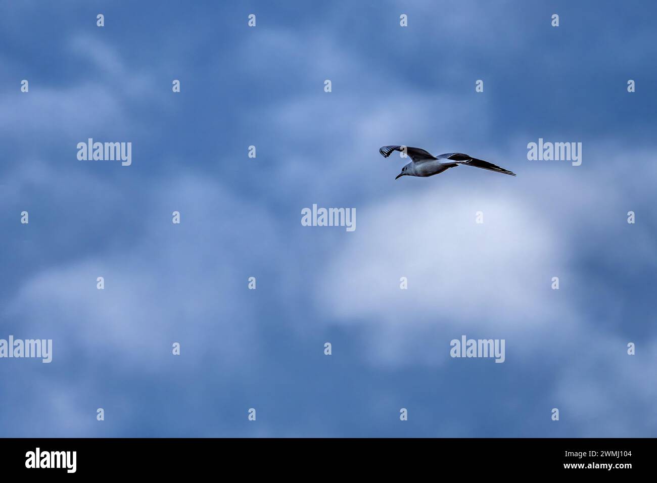 Wings spread floating hi-res stock photography and images - Alamy