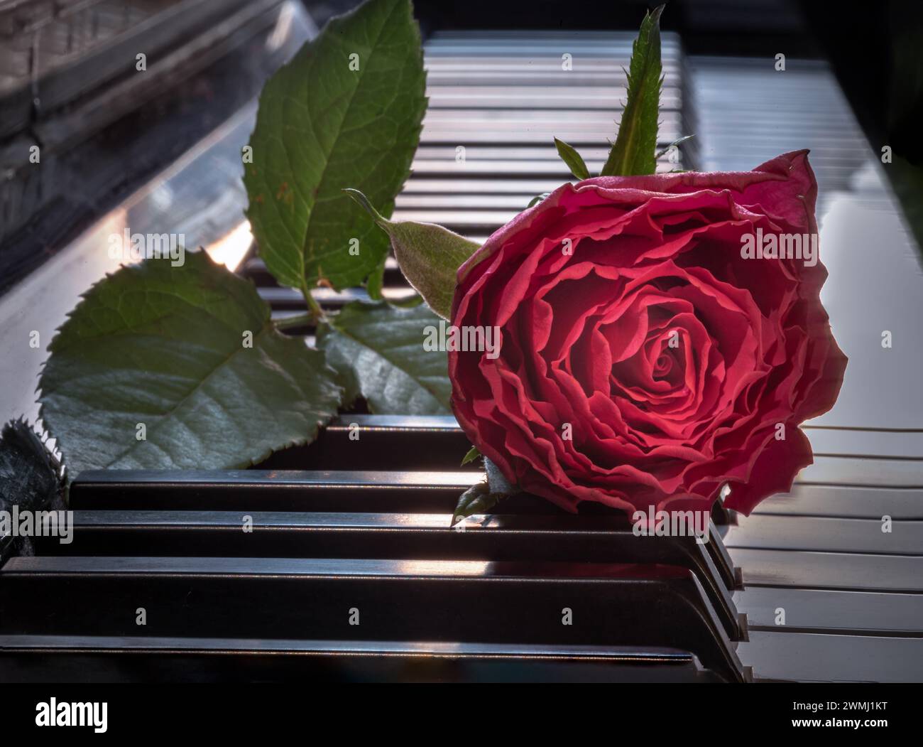 Red beautiful rose put on piano keyboard with free space for text ...