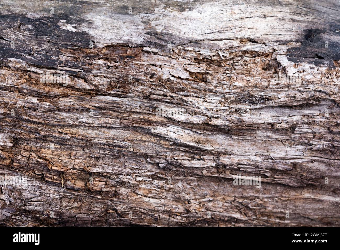 ancient tree close up background wallpaper Stock Photo - Alamy