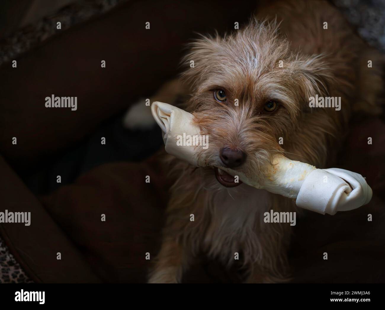 Beige terrier dog with bone looking up to the camera Stock Photo - Alamy