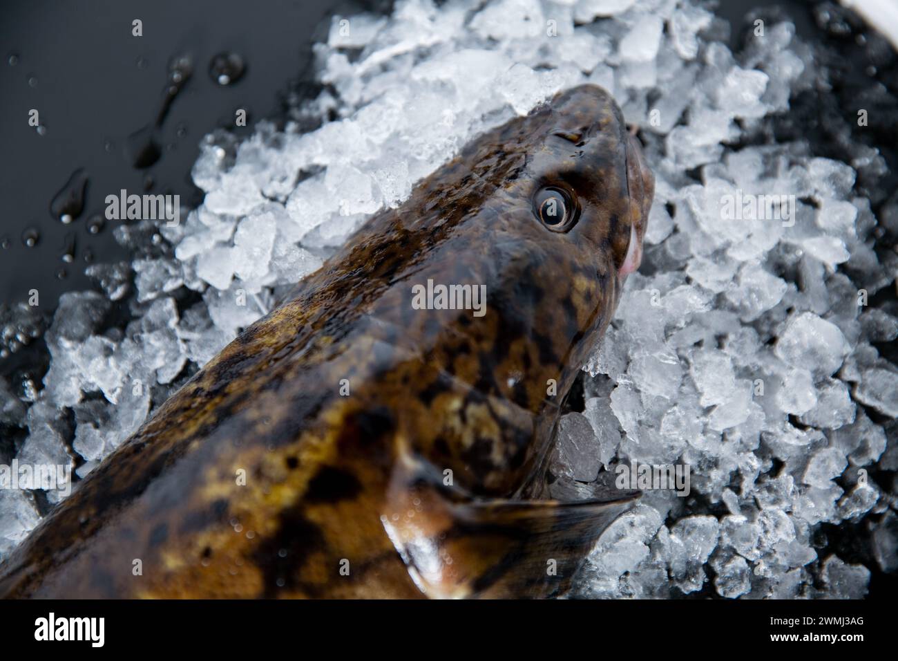 A close-up Burbot fish on Ice and black background. Fresh water fish ...