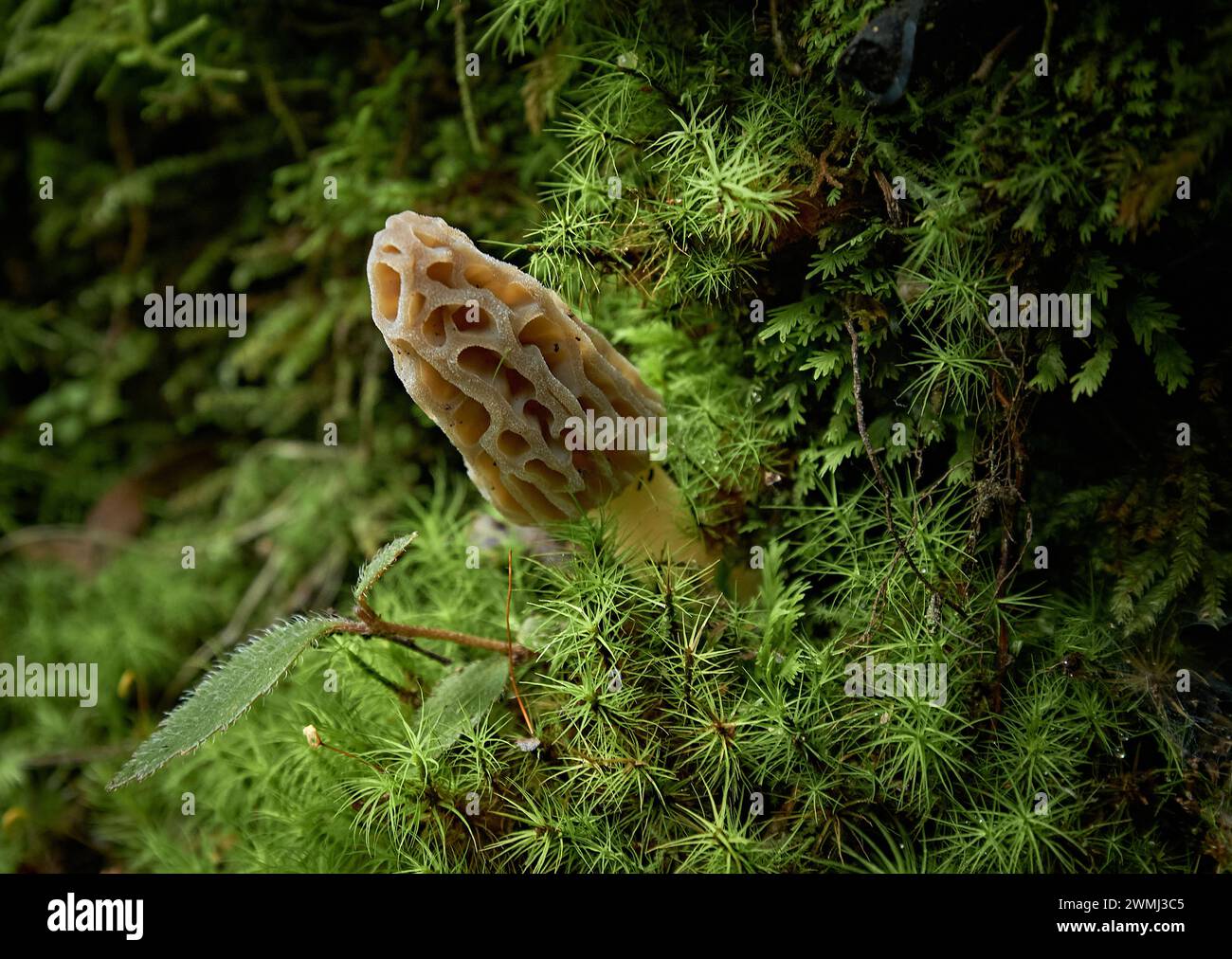 A high value edible mushroom, the morel (Morchella sp.), likely M ...