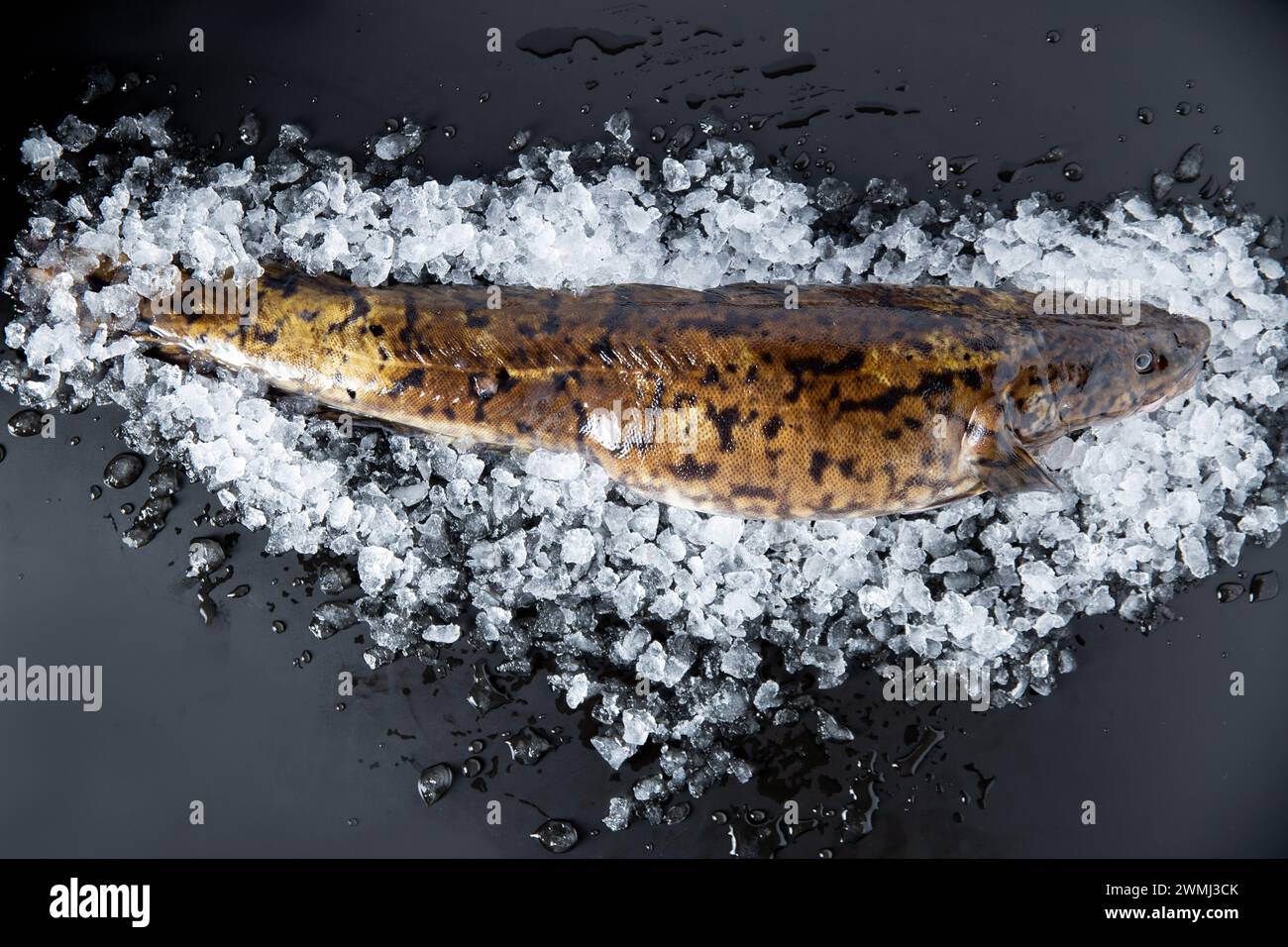 A close-up Burbot fish on Ice and black background. Fresh water fish ...