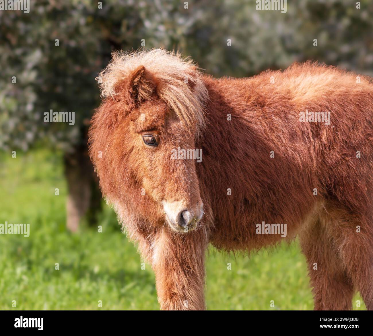 A shetland pony in a grassy field with olive trees Stock Photo - Alamy