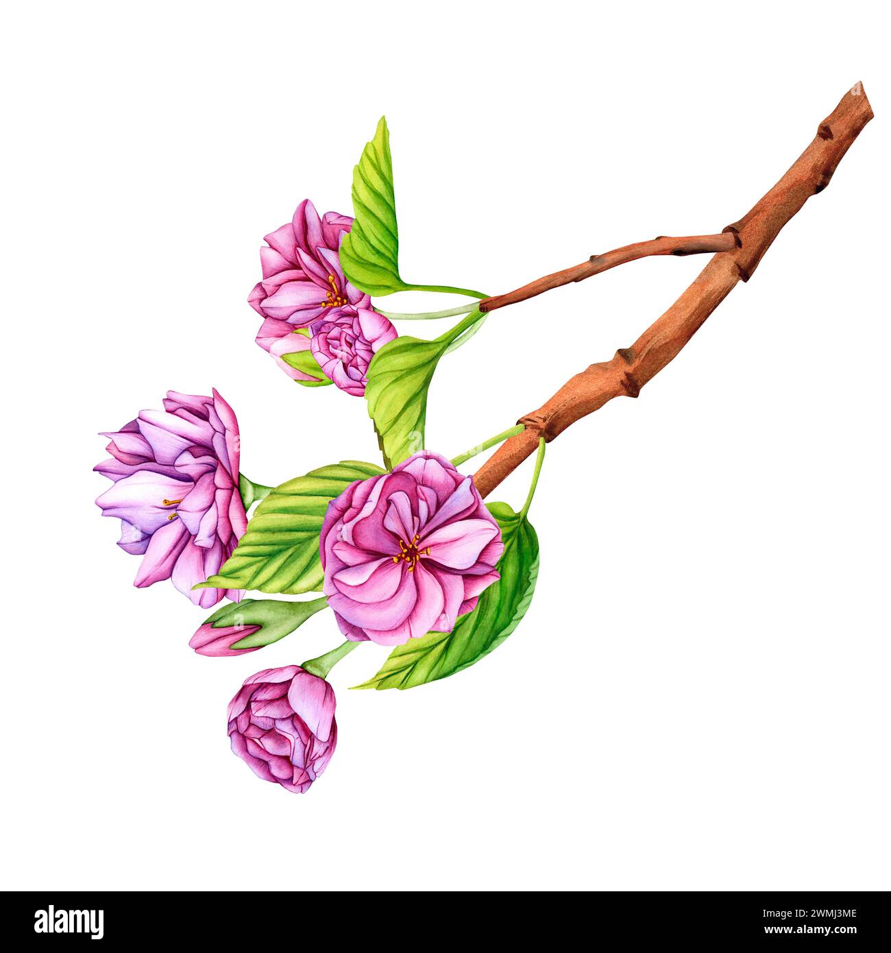 Pink Japanese Sakura blossom branch. Watercolor botanical illustration ...
