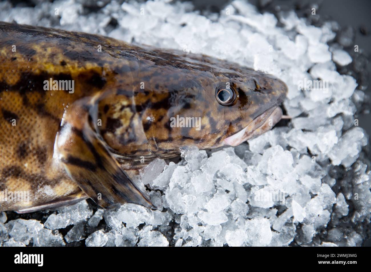 A close-up Burbot fish on Ice and black background. Fresh water fish ...