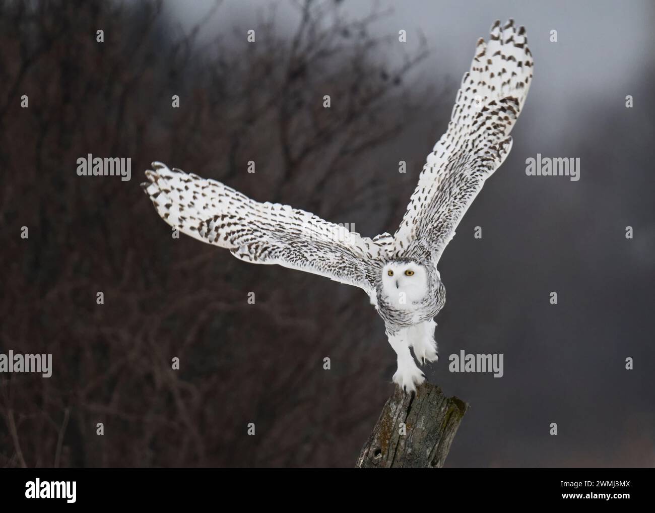 Snowy owl landing gracefully on a post after spreading its wings mid ...