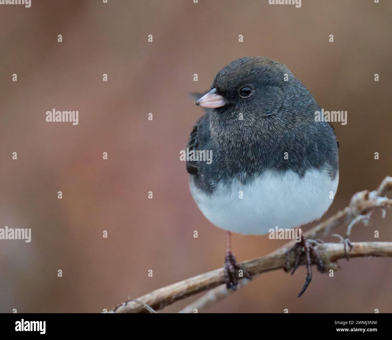 A Dark-eyed Junco bird resting on a branch among delicate twigs Stock ...
