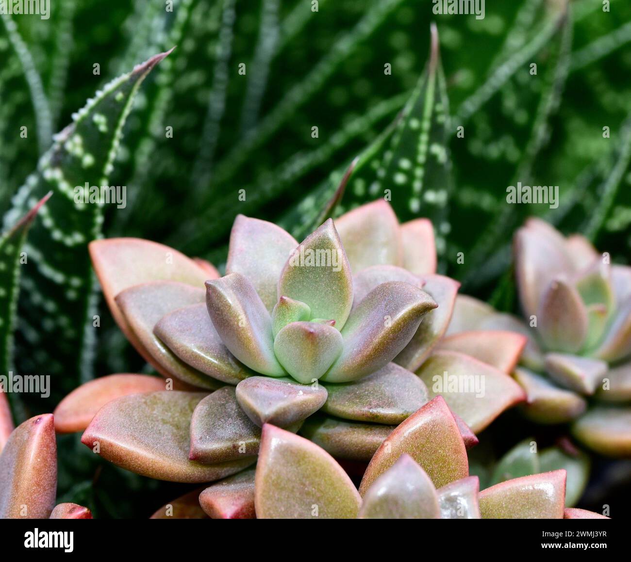 Grouped plants hi-res stock photography and images - Alamy