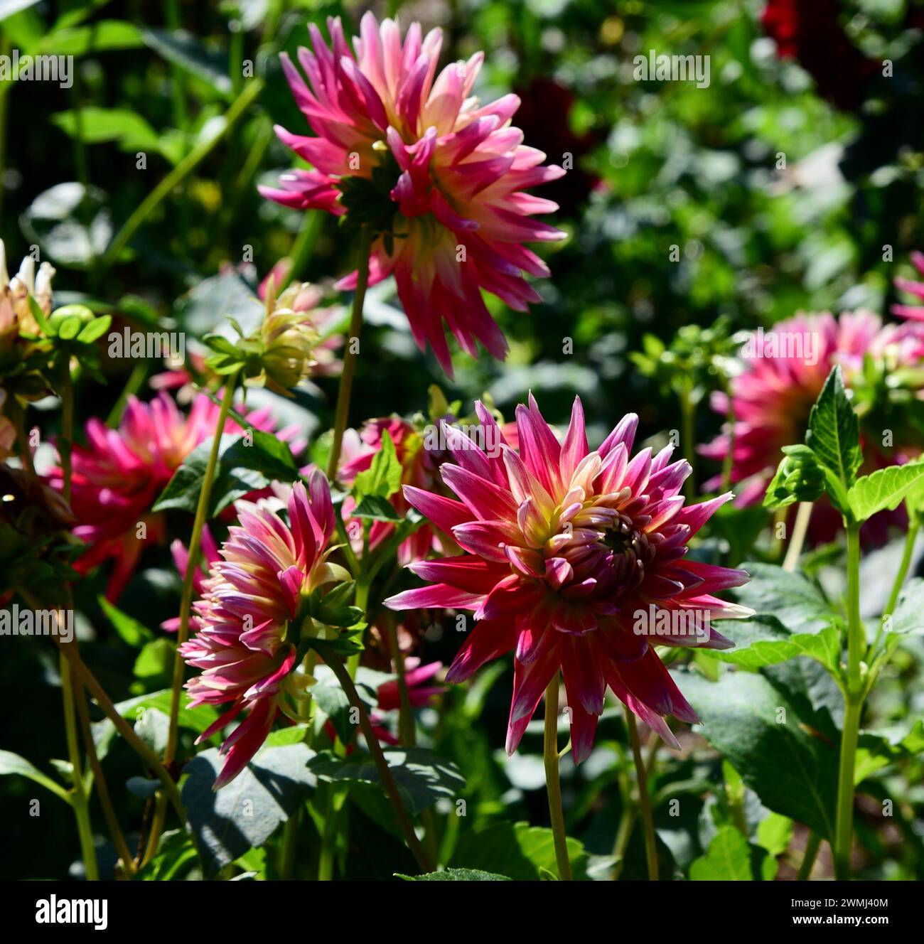 Pink and red flowers among lush green foliage in a vibrant garden ...